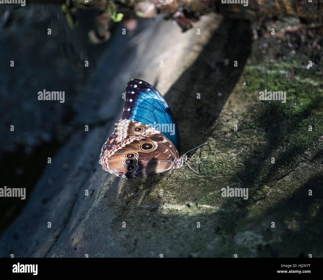 Blue morpho butterfly on a tree Stock Photo - Alamy