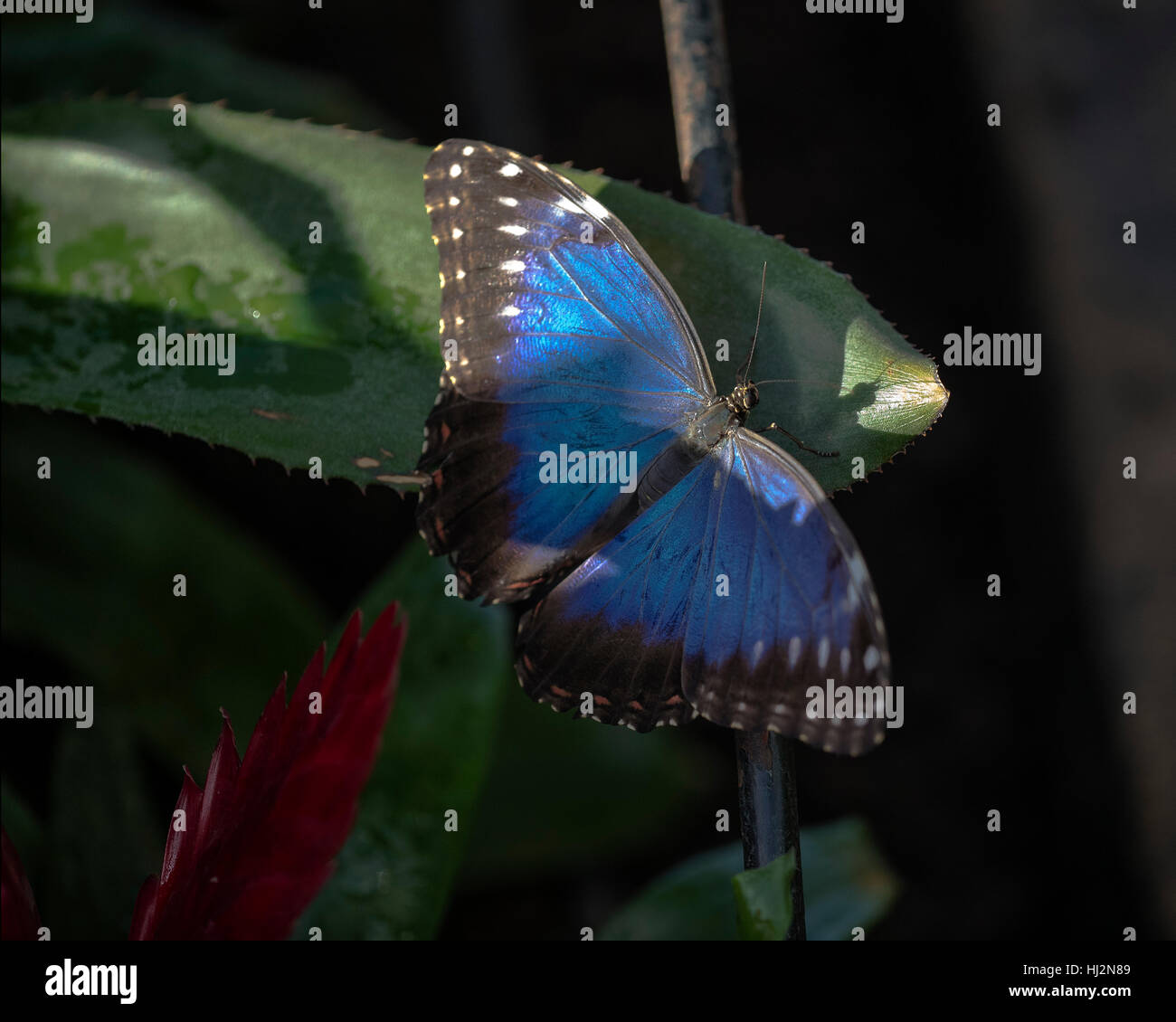 Blue morpho butterfly resting on a leaf Stock Photo - Alamy