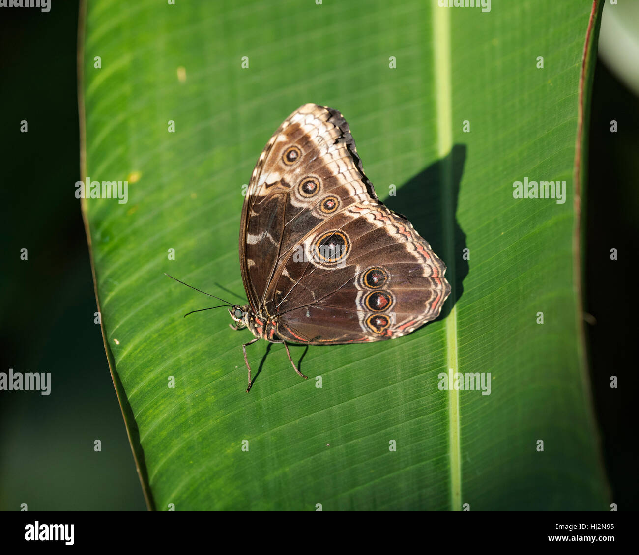 Blue morpho butterfly resting on leaf Stock Photo - Alamy