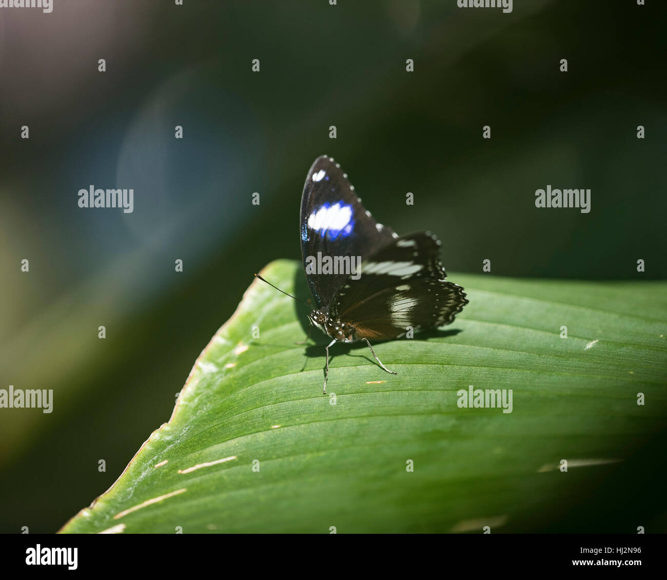 Doris longwing butterfly doris butterfly hi-res stock photography and ...