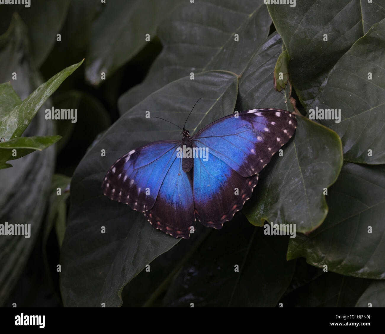 Blue morpho butterfly resting on a leaf Stock Photo - Alamy