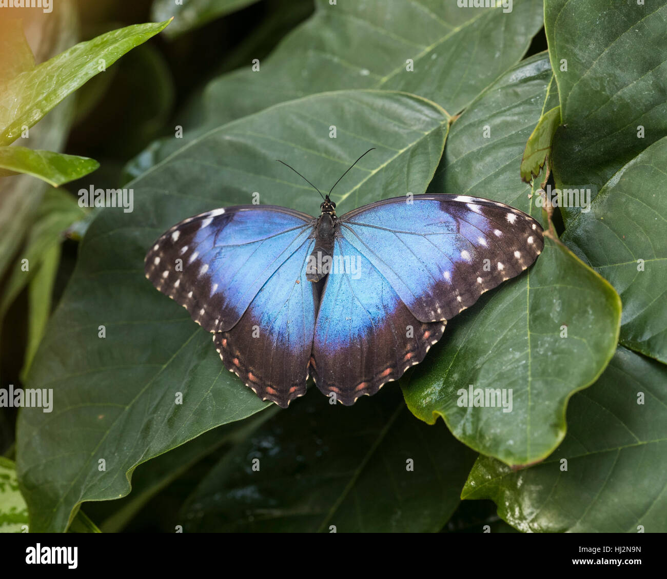 Morpho helenor peleides hi-res stock photography and images - Alamy