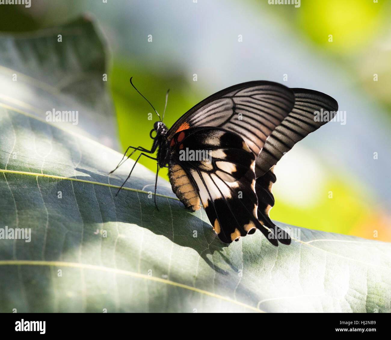 Great Yellow Mormon butterfly Stock Photo - Alamy