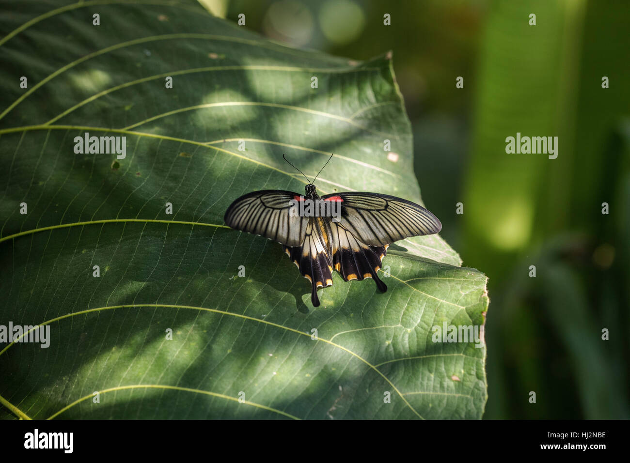 Great Yellow Mormon butterfly Stock Photo - Alamy