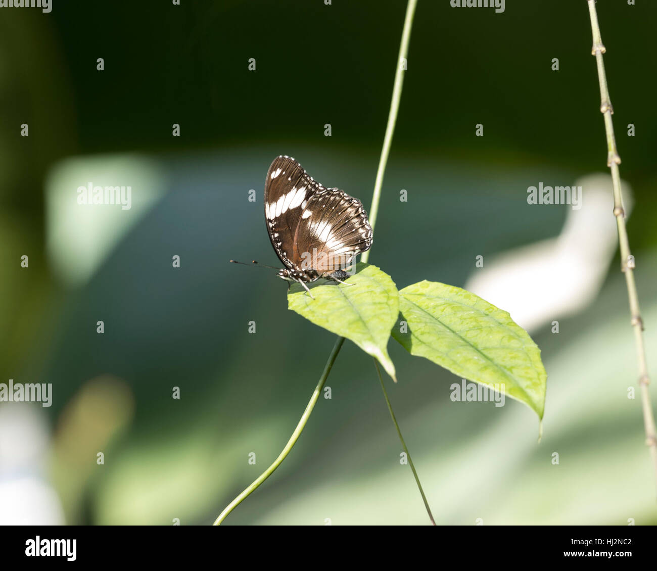 Tiger longwing butterfly (Heliconius hecale Stock Photo - Alamy