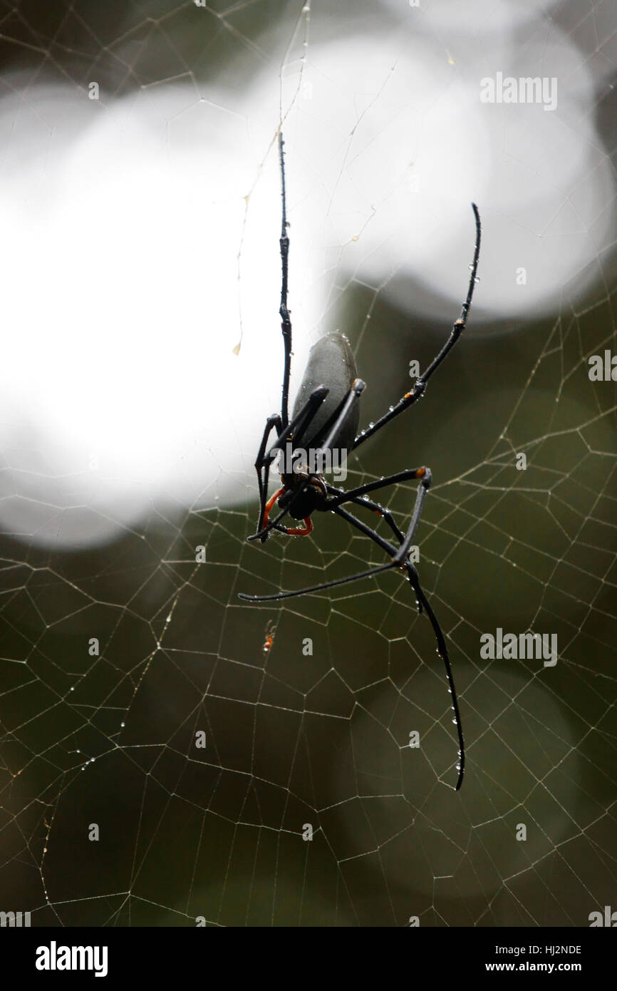 palm big spider at curtain fig tree Stock Photo - Alamy