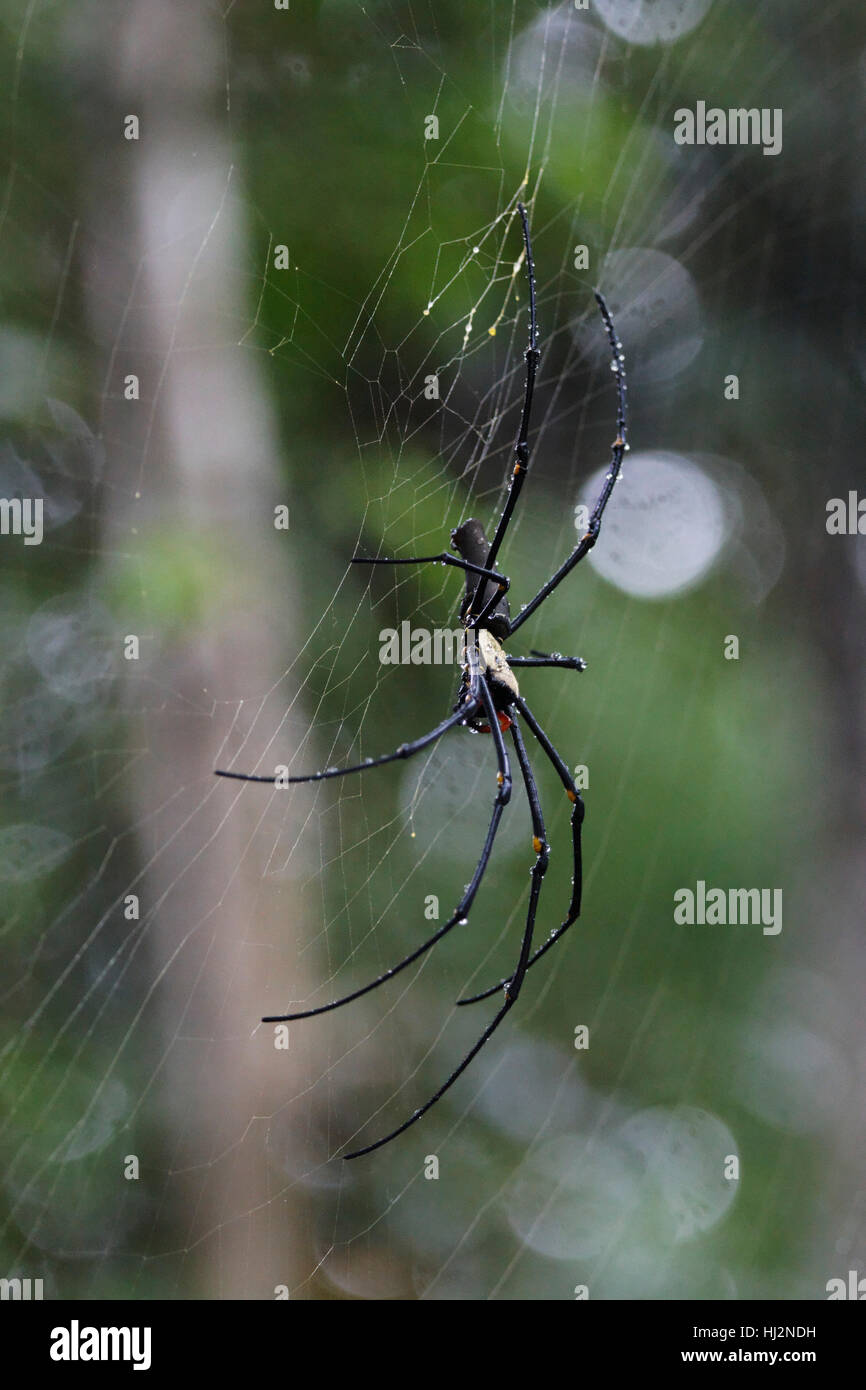 Spider tarsus hi-res stock photography and images - Alamy