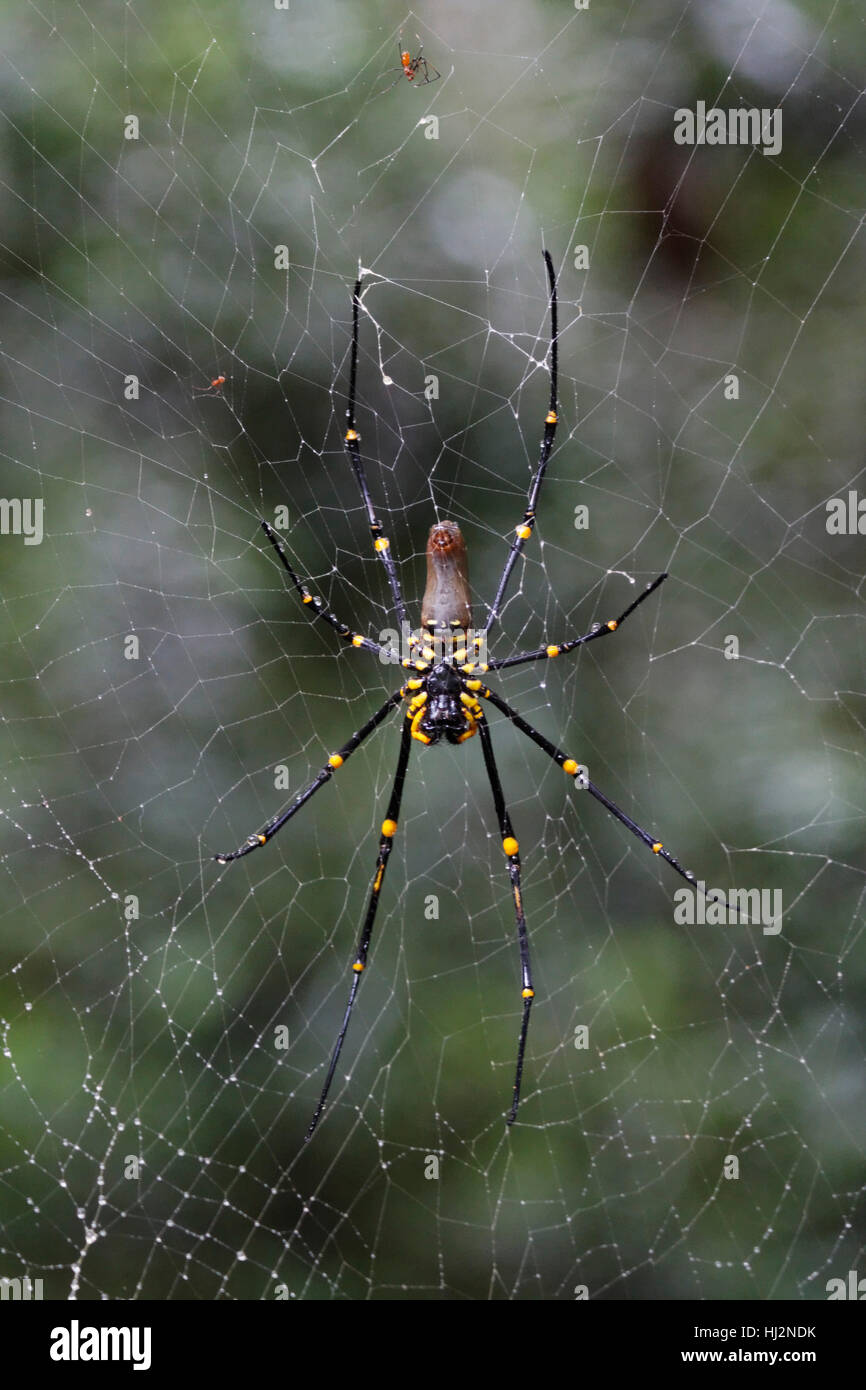 palm big spider at curtain fig tree Stock Photo - Alamy