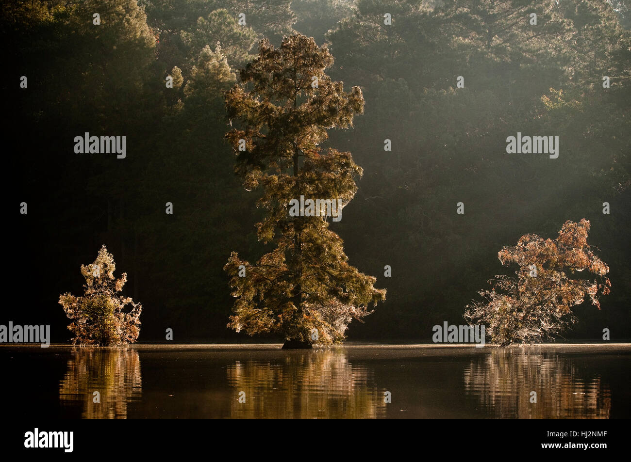 A stand of three Cypress Trees covered in spider webs are glowing from ...
