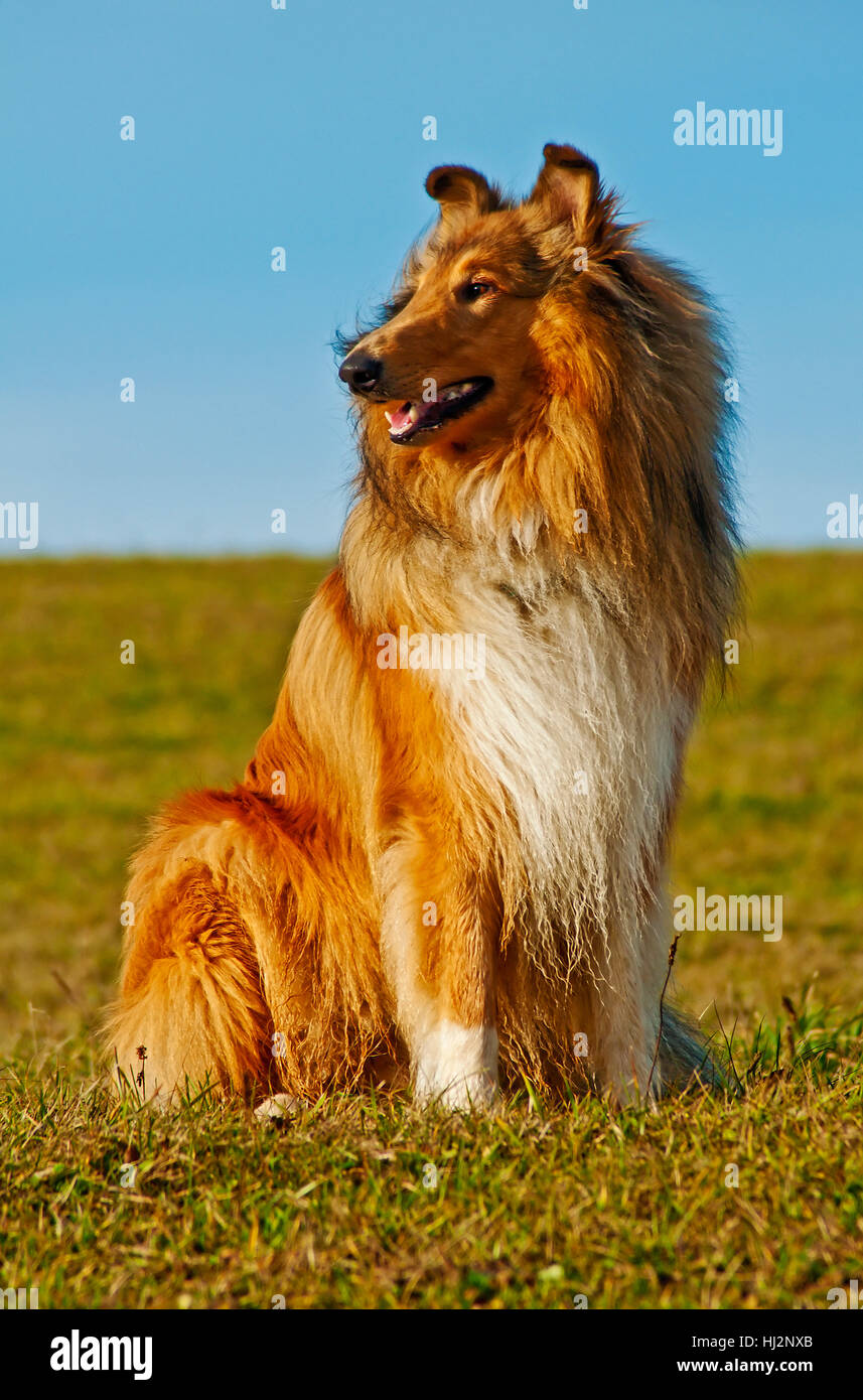 male, masculine, portrait, dog, upper part of the body, male dog, young ...