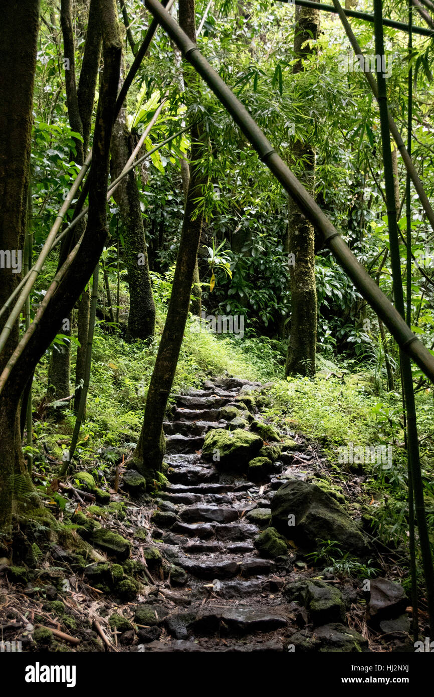 Natural stone steps in a lush green forest Stock Photo - Alamy