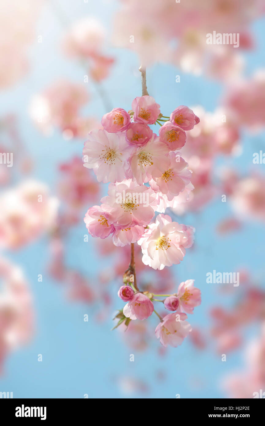 Japanese magnolia blossom hi-res stock photography and images - Alamy