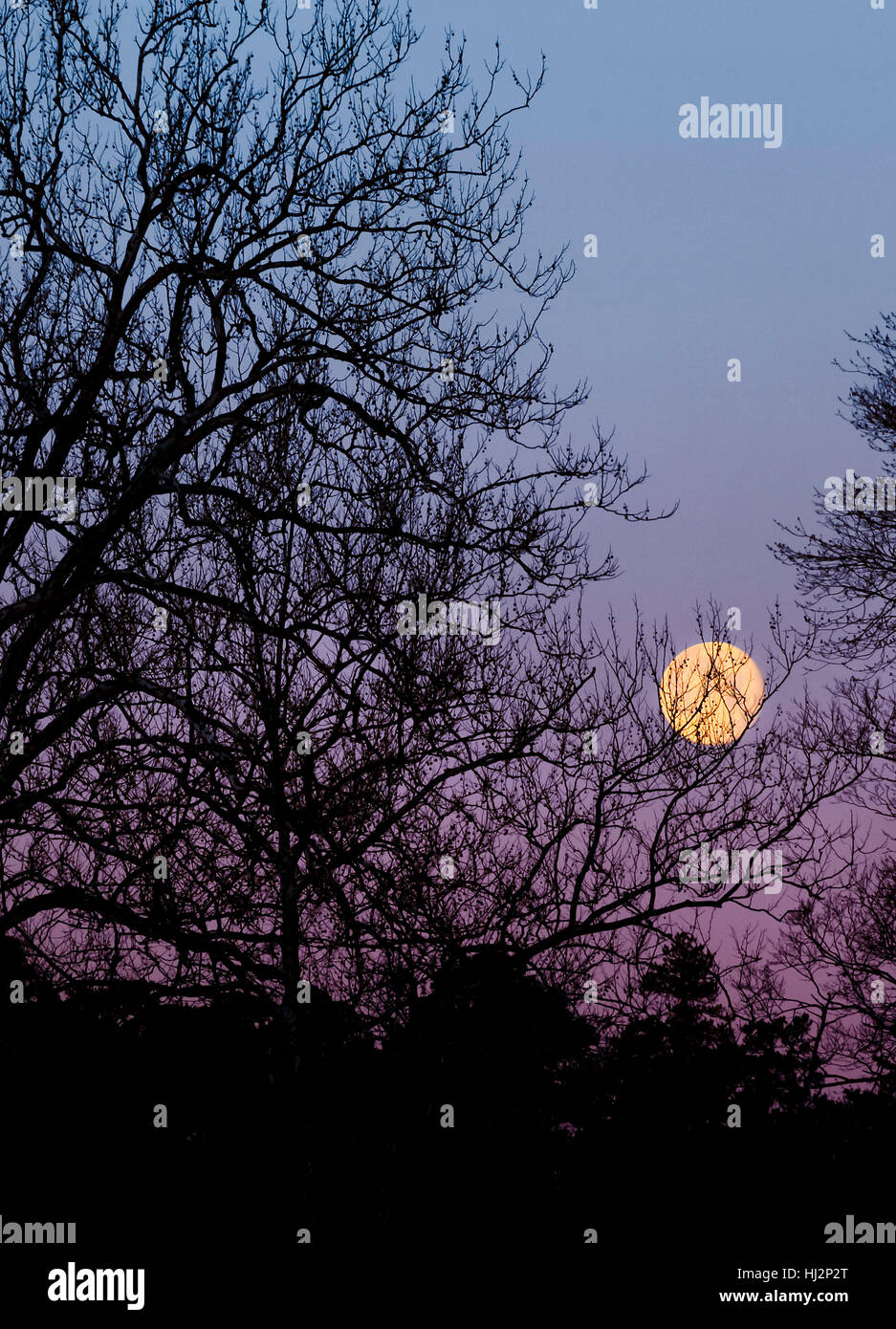 A large yellow moon behind trees with a purple blue sky Stock Photo - Alamy