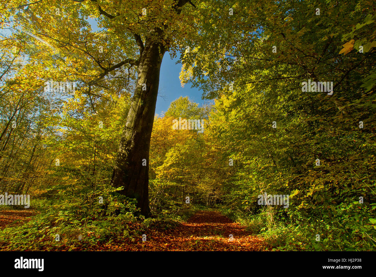hike, go hiking, ramble, bavaria, path, forest, migrate, fall, autumn ...