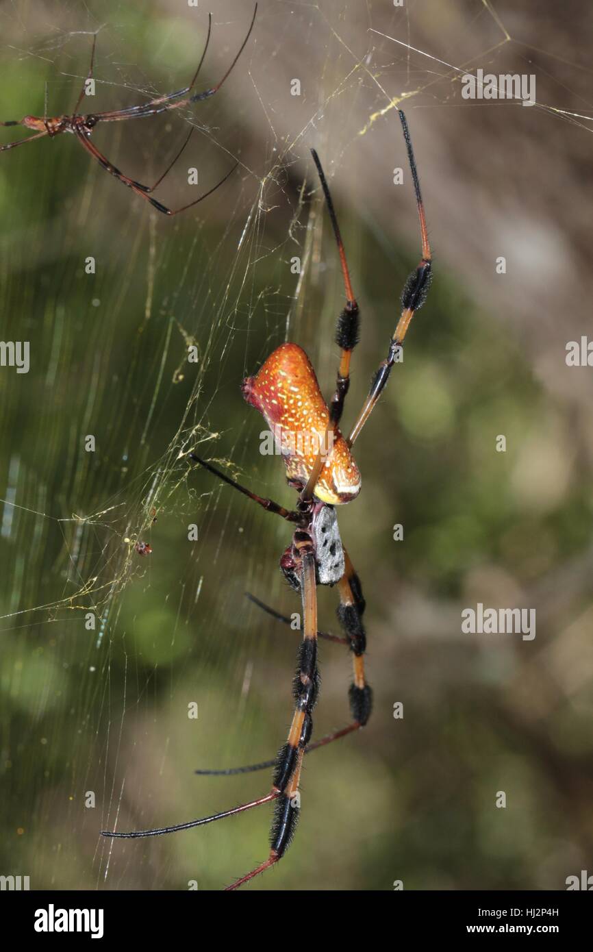 Webspinnen webspinne hi-res stock photography and images - Alamy