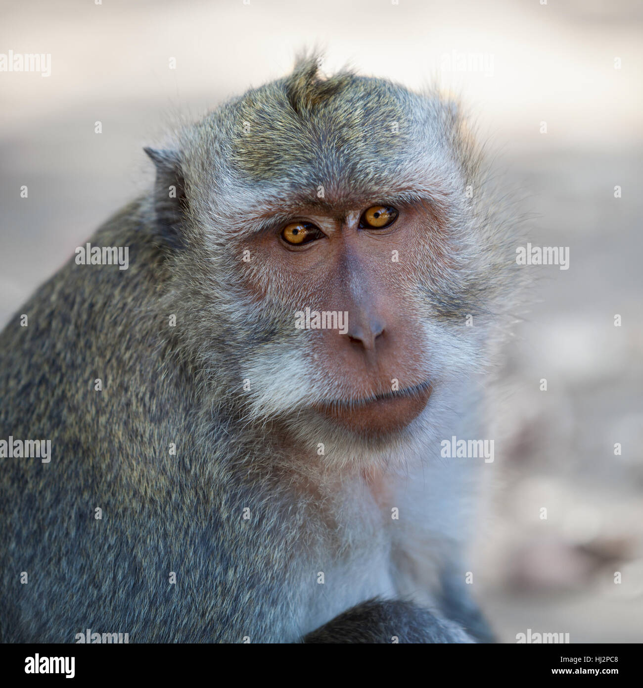 life, exist, existence, living, lives, live, animal, fauna, nature ...