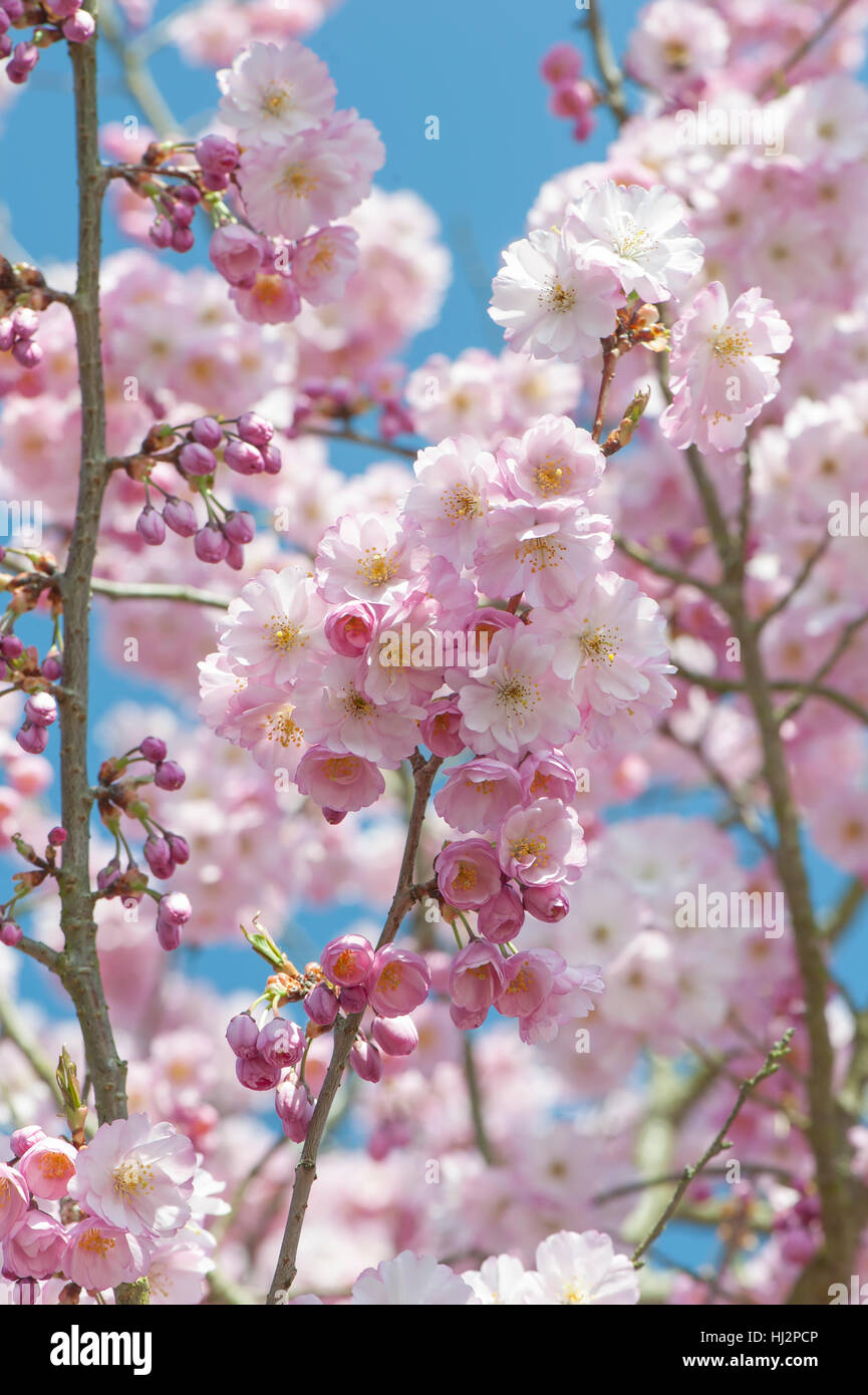 Soft Pink 'Accolade Cherry Tree spring blossom - Prunus 'Accolade ...