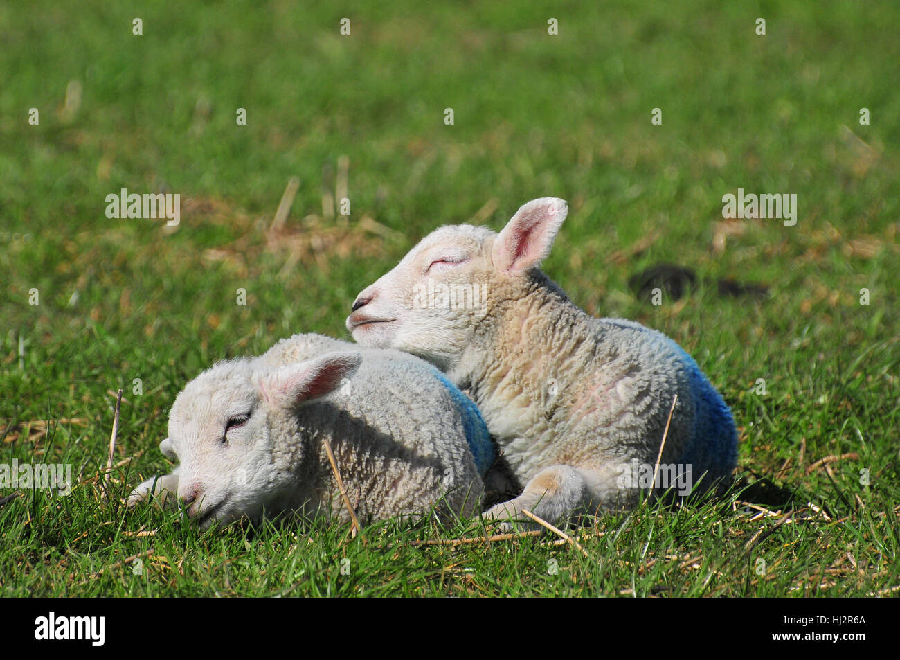 West sussex farm farm two lying down asleep sleeping hi-res stock ...