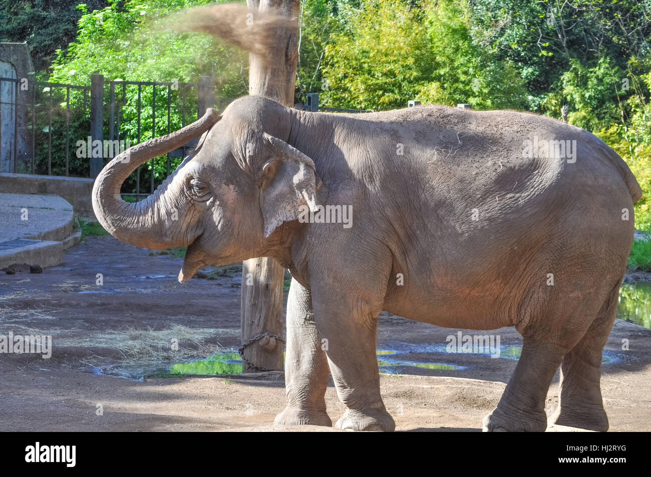 animal, elephant, mammals, farm, familiy, family, animal, wild ...