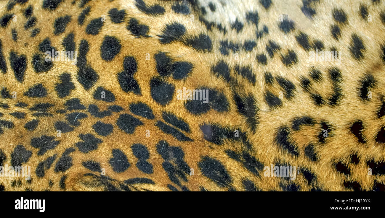 animal, farm, pussycat, cat, domestic cat, backdrop, background ...