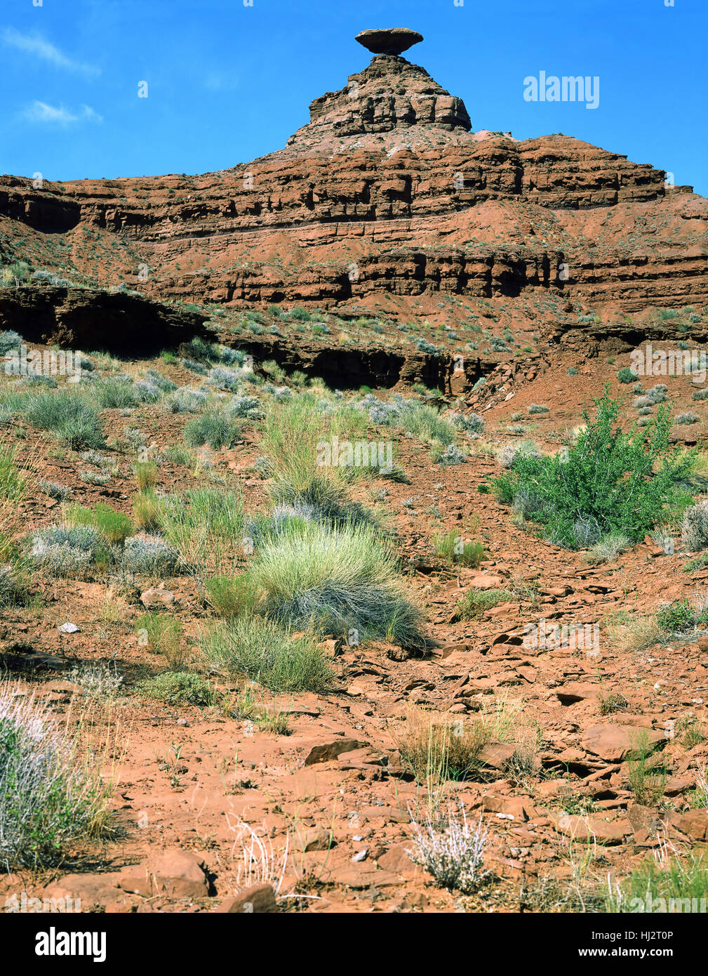 desert, wasteland, flower, flowers, plant, flora, usa, erosion, plants ...