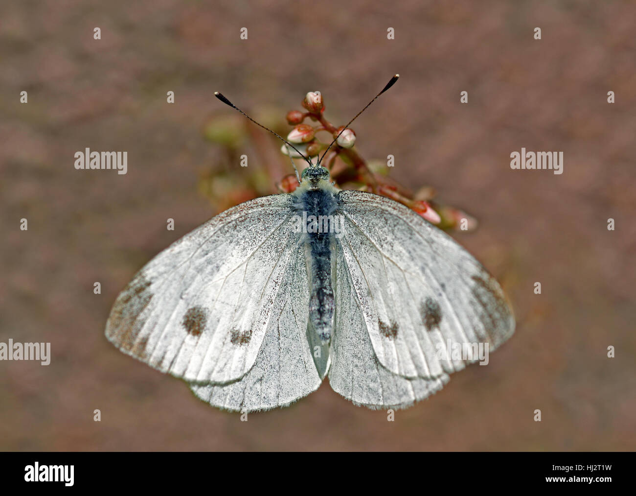 butterfly, supervision, albino, cabbage white butterfly, insect, fauna ...
