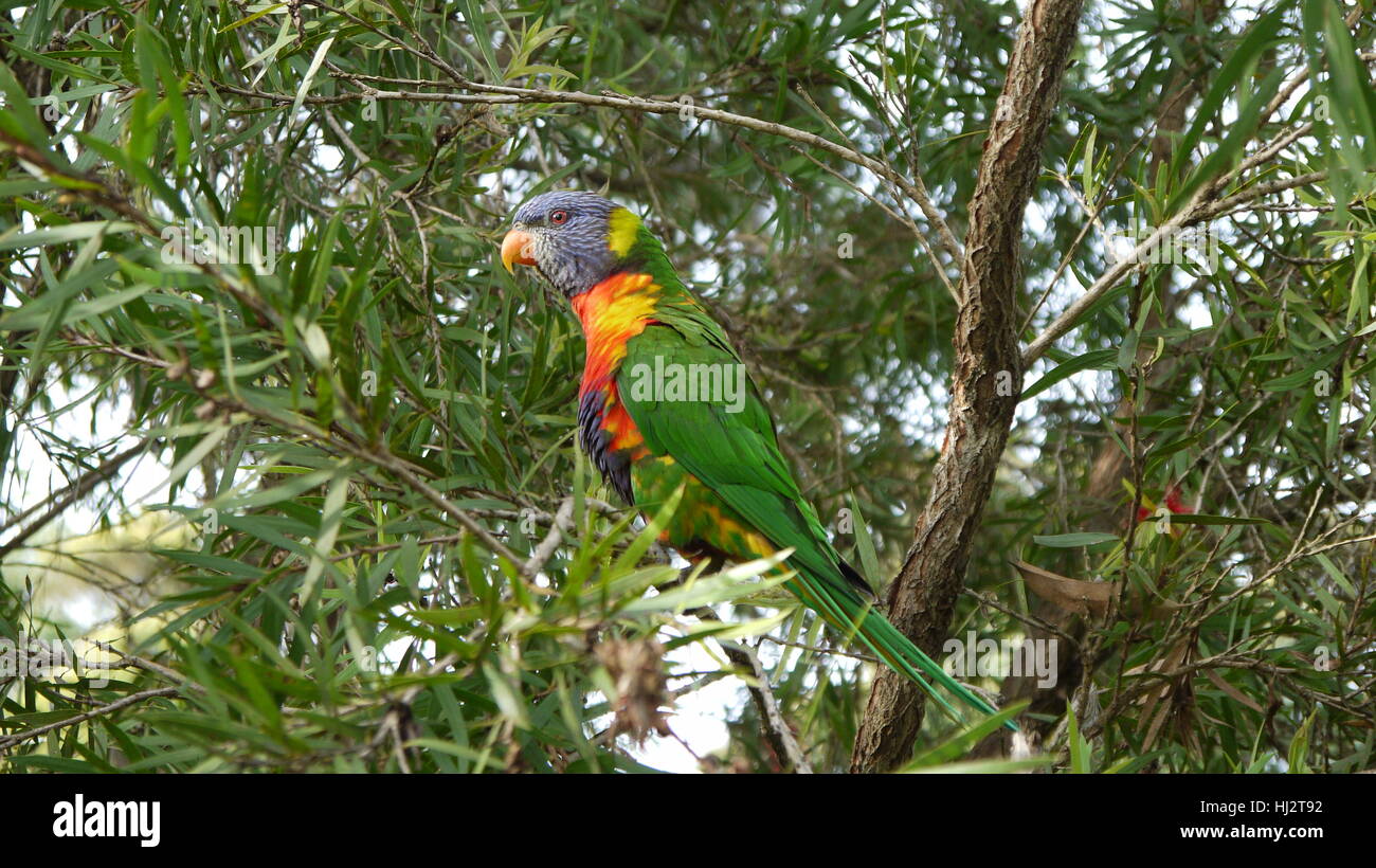 australia, parrot, travel, bird, fauna, tourism, birds, australia ...