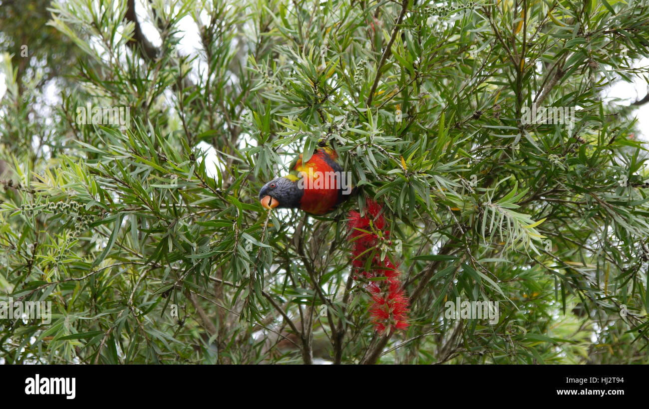 australia, parrot, travel, bird, fauna, tourism, birds, australia ...