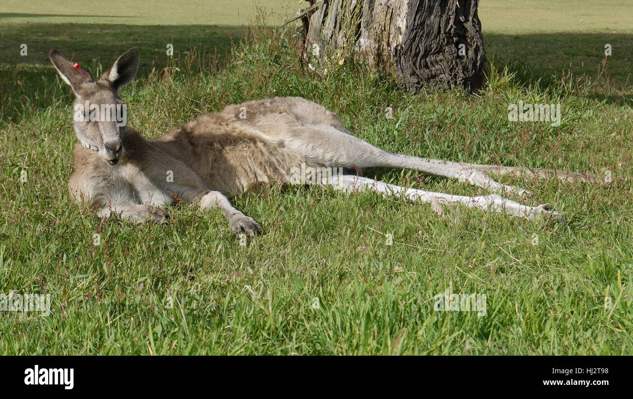 lunch break in australia Stock Photo - Alamy