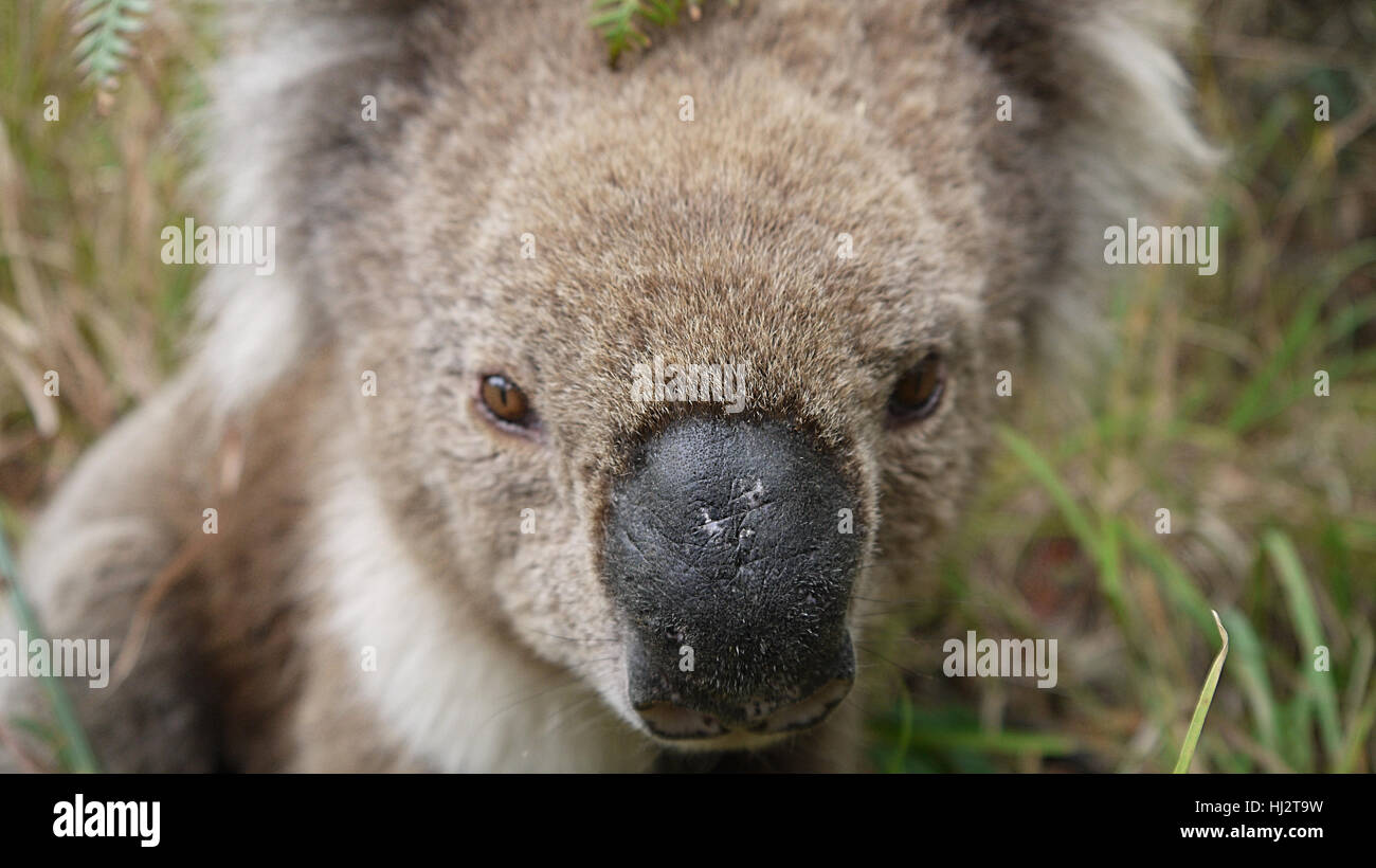 New world marsupial hi-res stock photography and images - Alamy