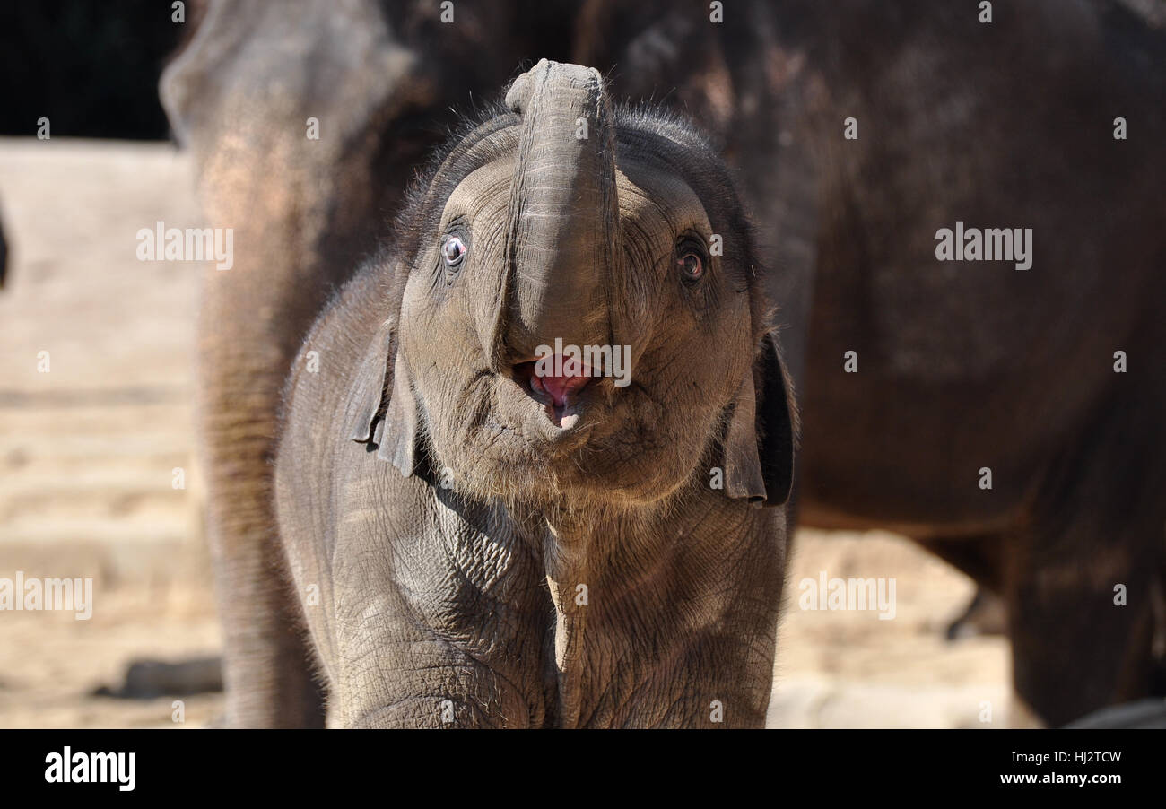 elephant, animal portrait, small, tiny, little, short, cub, baby ...