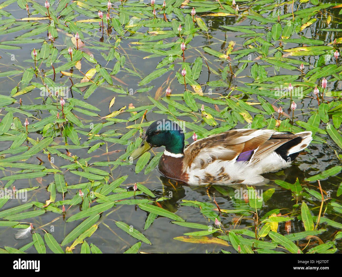Male wild duck relaxing in the lake covered with fallen green leaves ...