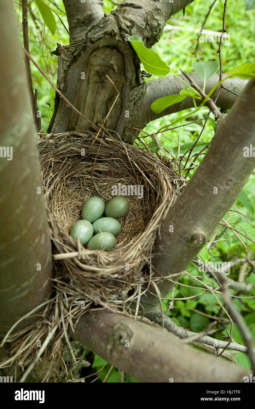 Nest egg tree hi-res stock photography and images - Alamy