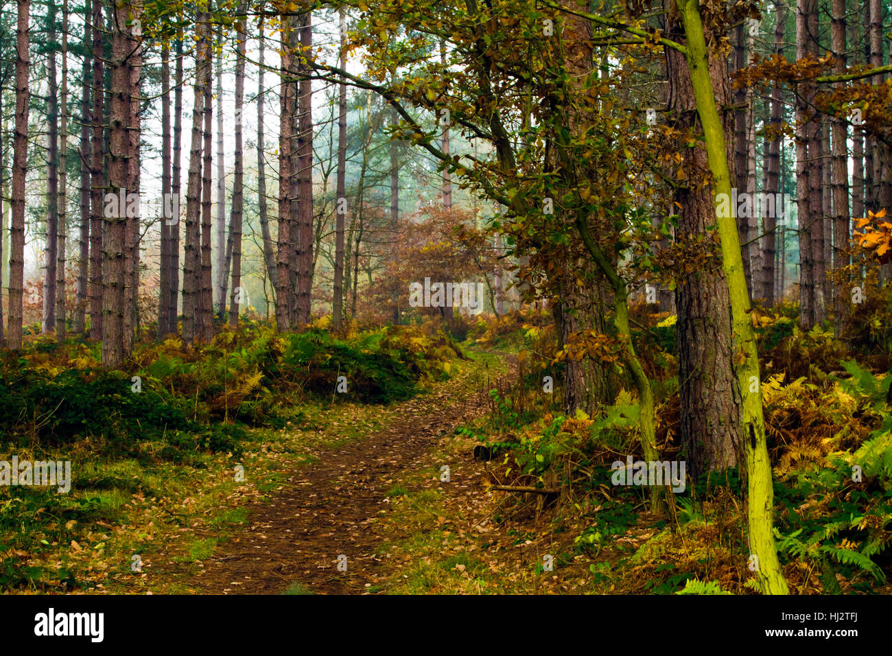 leaf, tree, wood, leaves, coloured, colourful, gorgeous, multifarious ...
