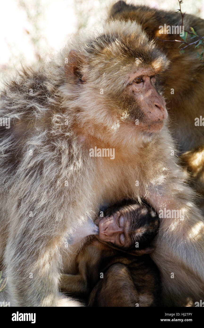 animal, mammal, fauna, baby, apes, wildlife, animal world, animal child ...