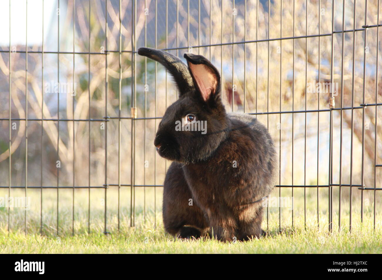 giant rabbit in the garden Stock Photo - Alamy