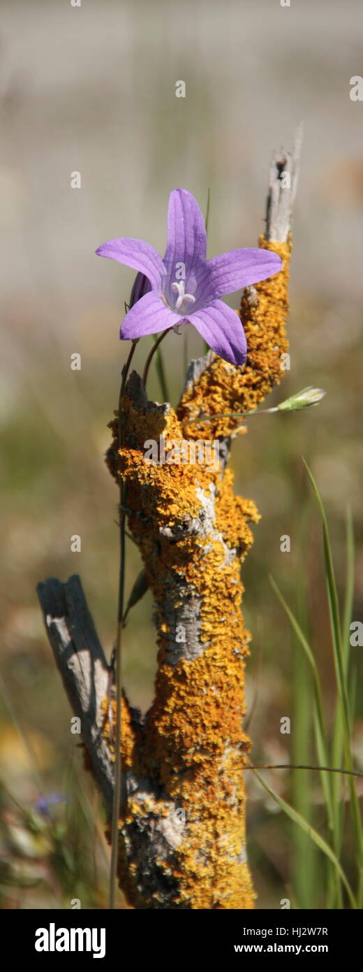 environment, enviroment, flower, plant, bloom, blossom, flourish ...