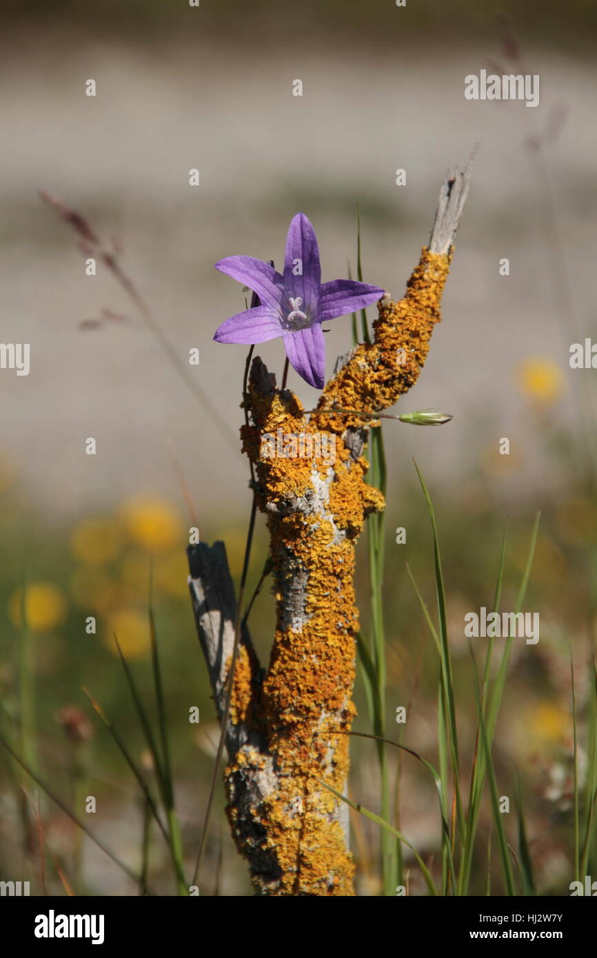 environment, enviroment, flower, plant, bloom, blossom, flourish ...