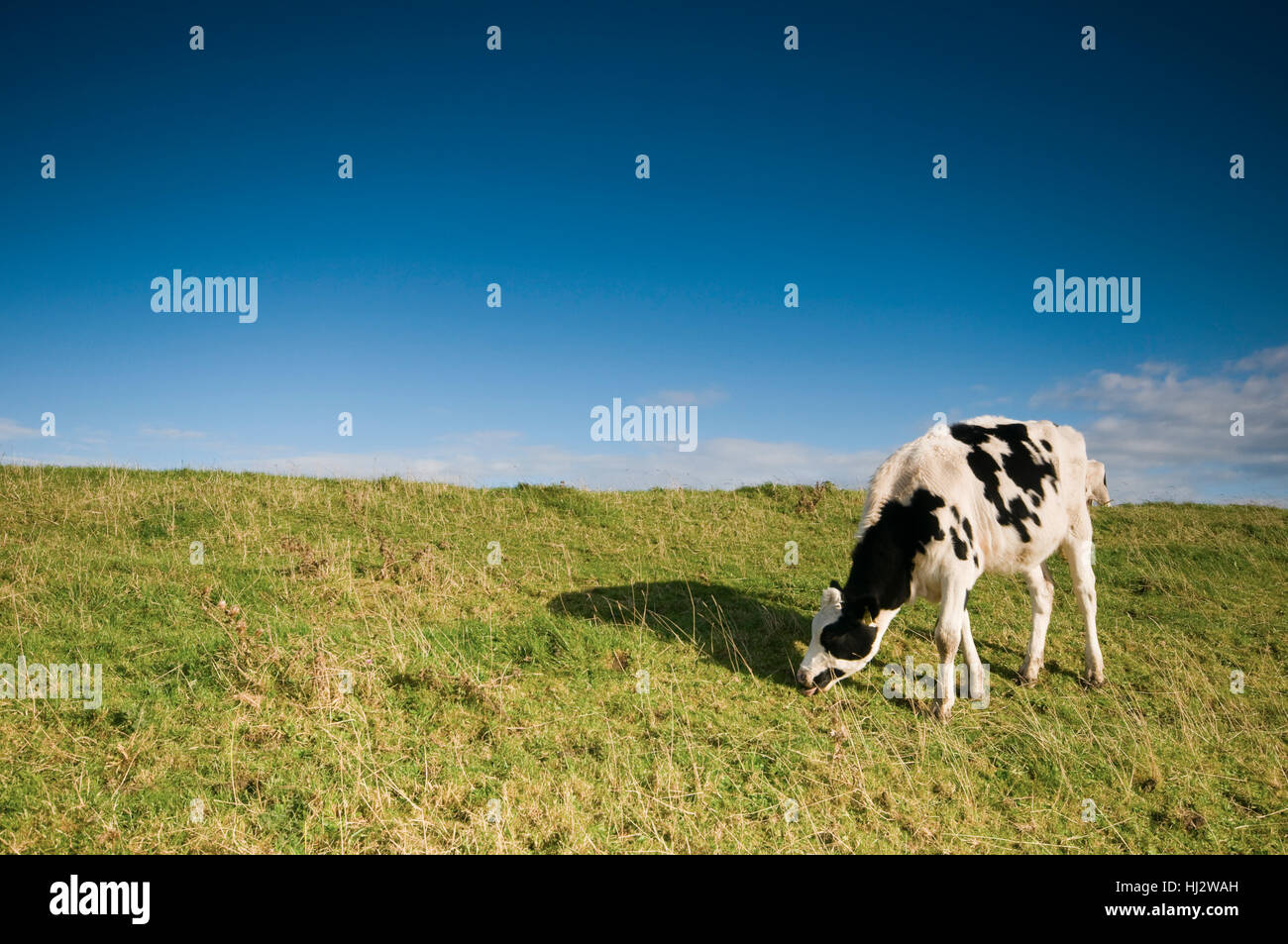 blue, hill, horizon, animal, green, beach, seaside, the beach, seashore ...