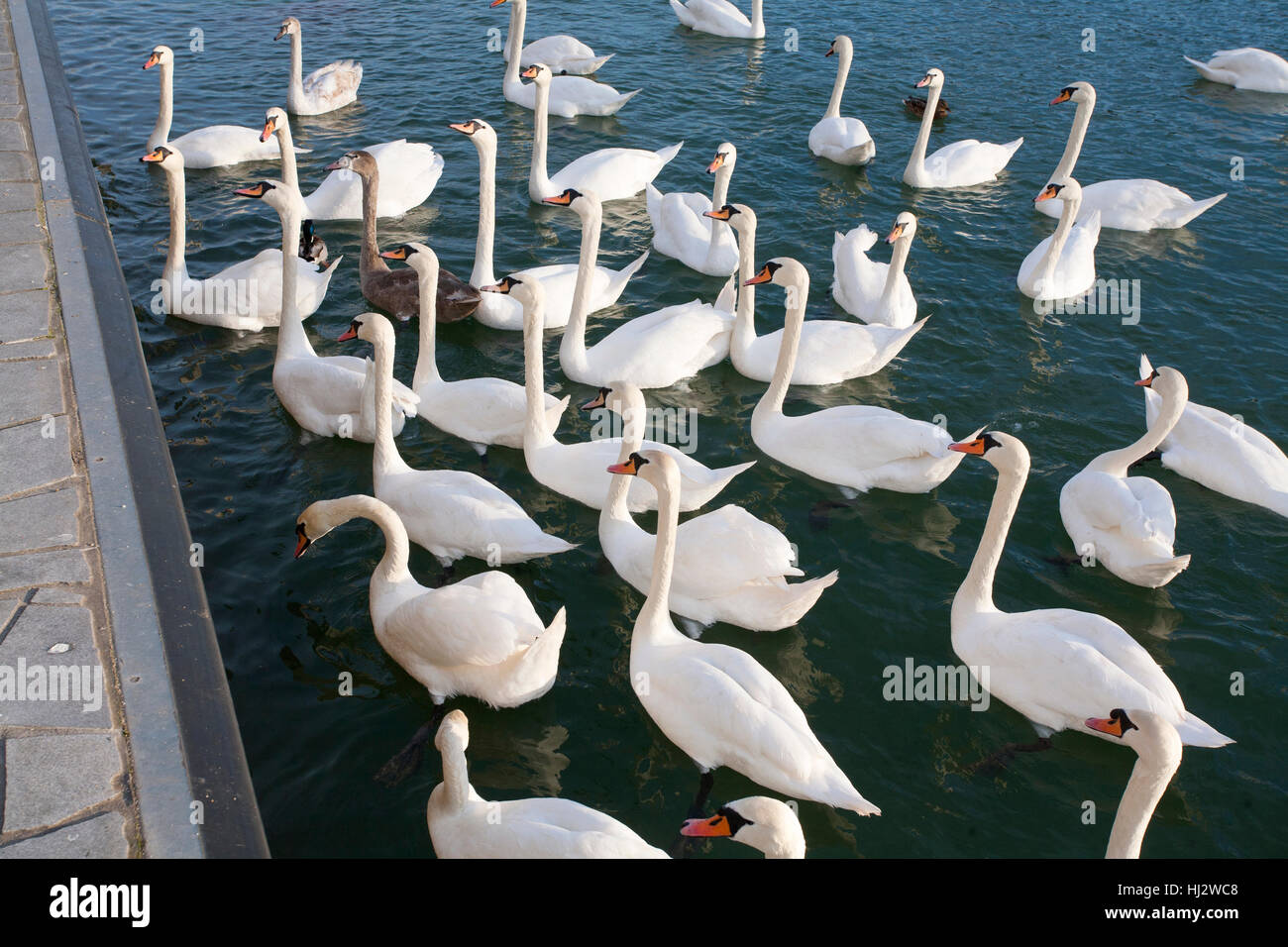 Panoramic view from above white swans cygnus olor Stock Photo - Alamy