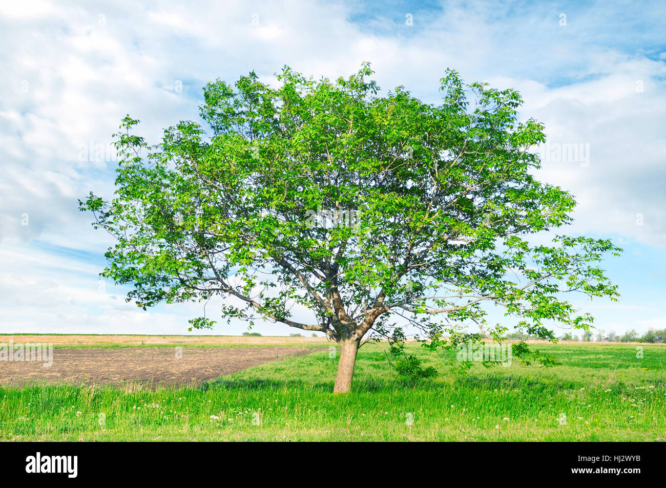 White walnut tree hi-res stock photography and images - Alamy