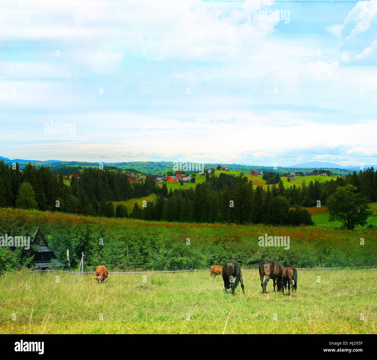horse, agriculture, farming, cow, farmland, landscape, scenery ...