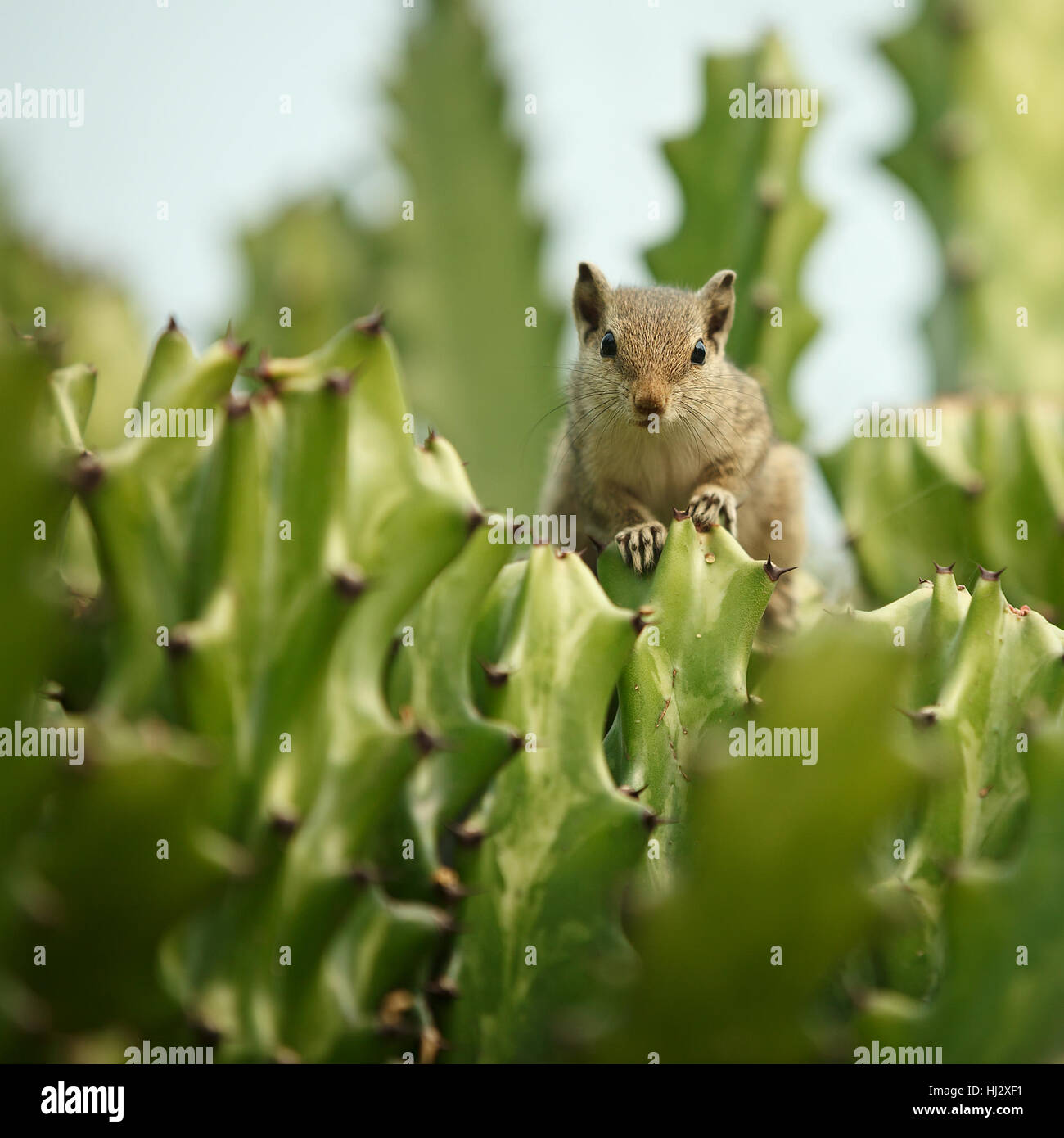 life, exist, existence, living, lives, live, animal, fauna, nature ...