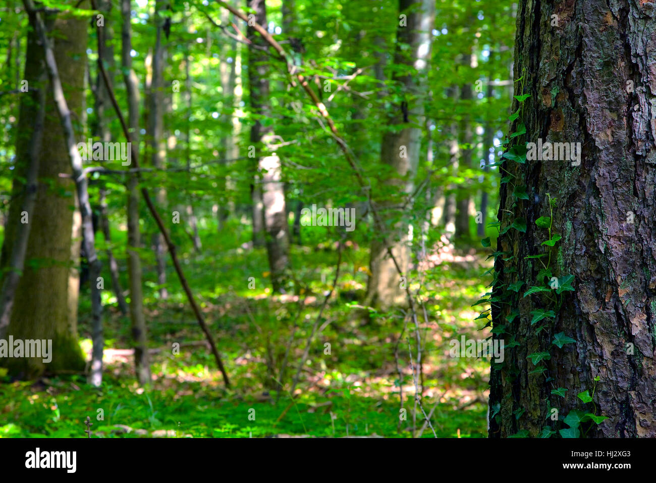 big, large, enormous, extreme, powerful, imposing, immense, relevant ...