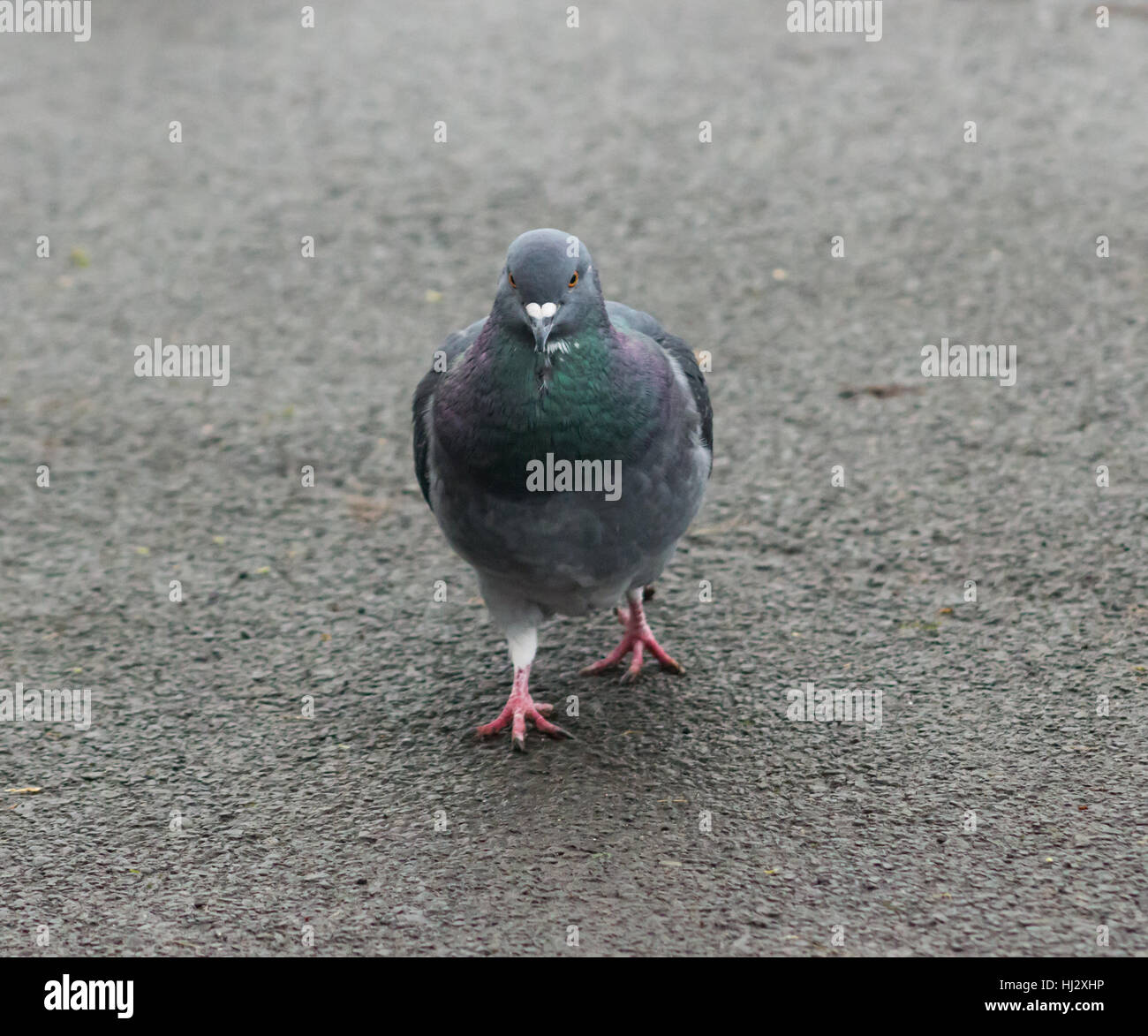 A single Pigeon walking along a footpath Stock Photo - Alamy