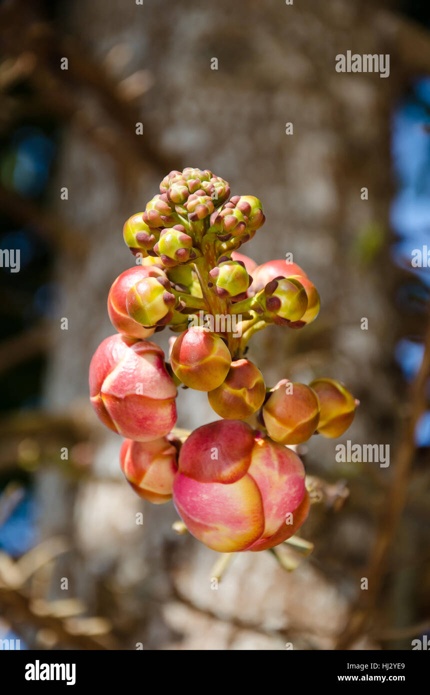 sal flower or cannonball flower Stock Photo - Alamy