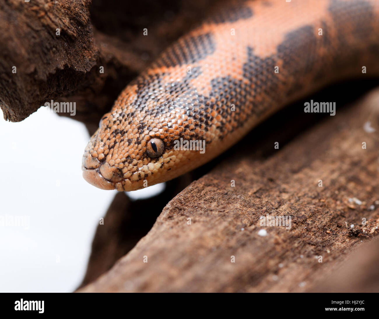 reptile, eye, organ, look, glancing, see, view, looking, peeking ...