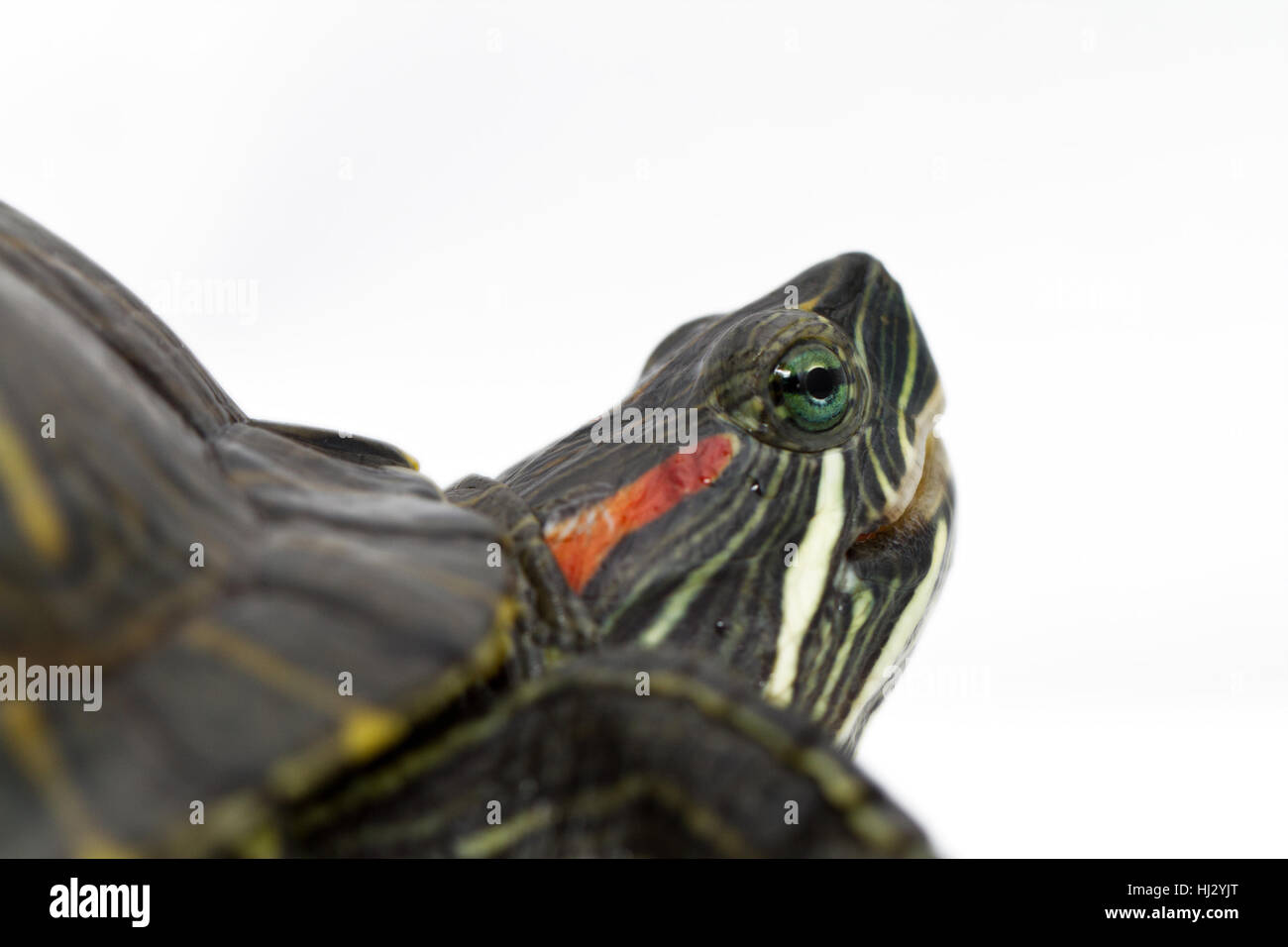 animal, reptile, portrait, shell, turtle, tortoise, armor, macro, close ...