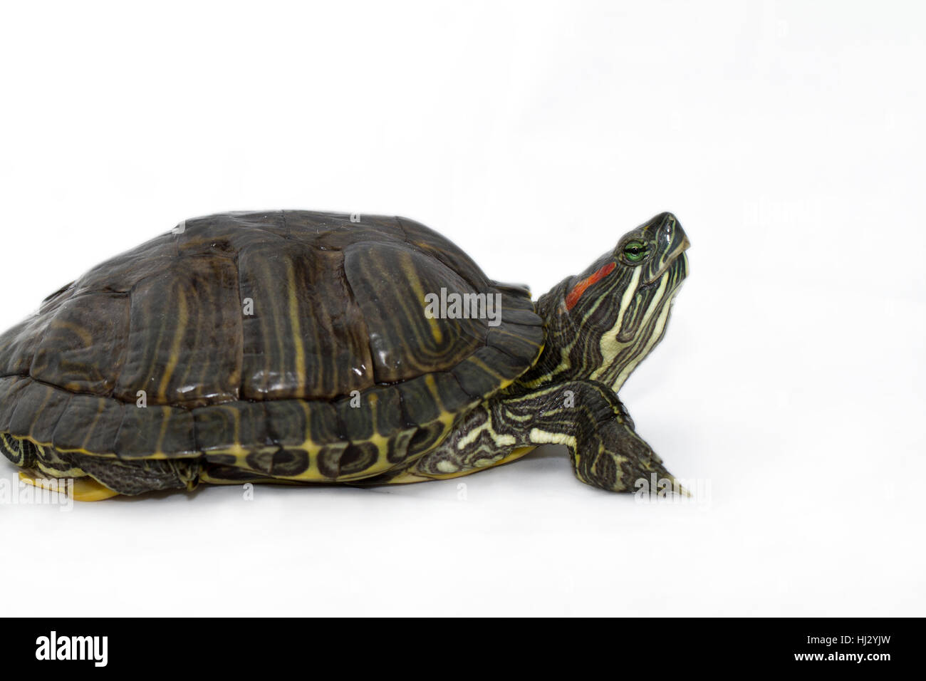 animal, reptile, portrait, shell, turtle, tortoise, armor, macro, close ...