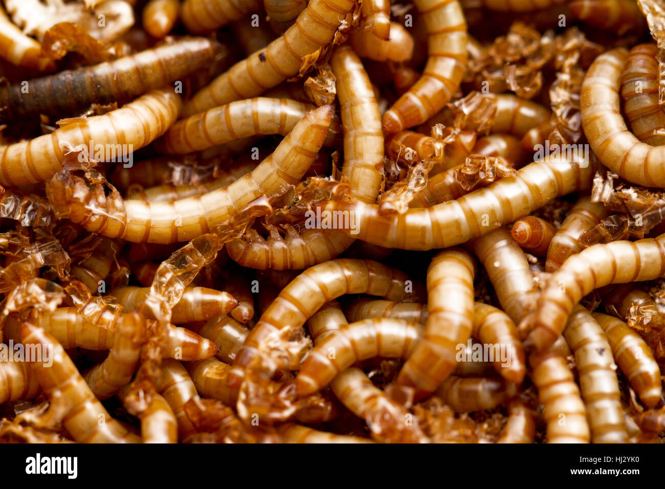 insect, bait, biology, larva, backdrop, background, macro, close-up ...